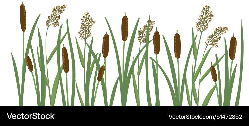 Drawing wild plants lesser bulrush Royalty Free Vector Image
