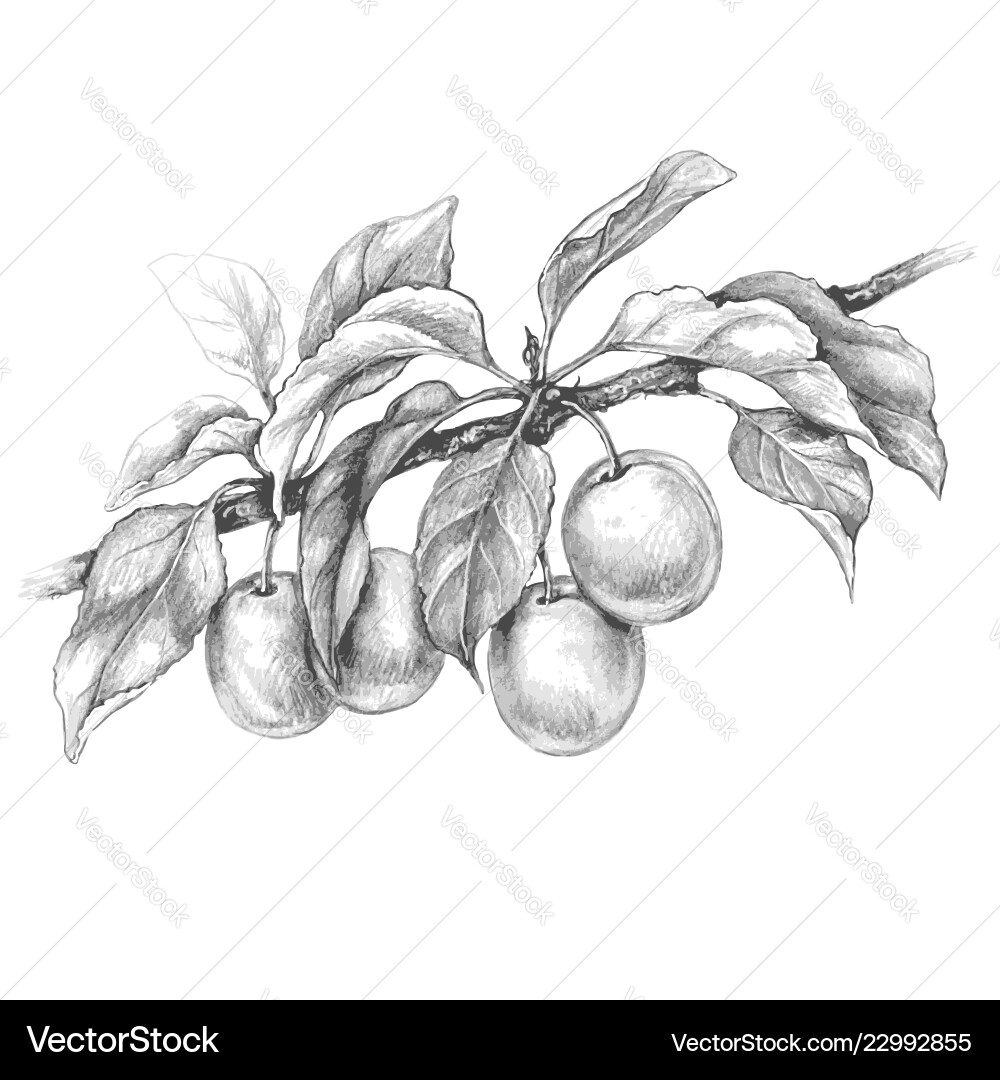 Plum branch pencil drawing Royalty Free Vector Image