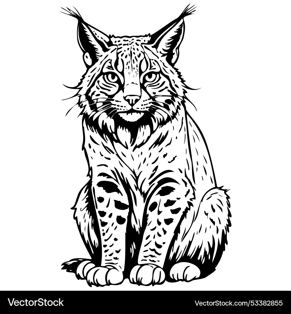 Sketches bobcat sitting hand drawn animal Vector Image
