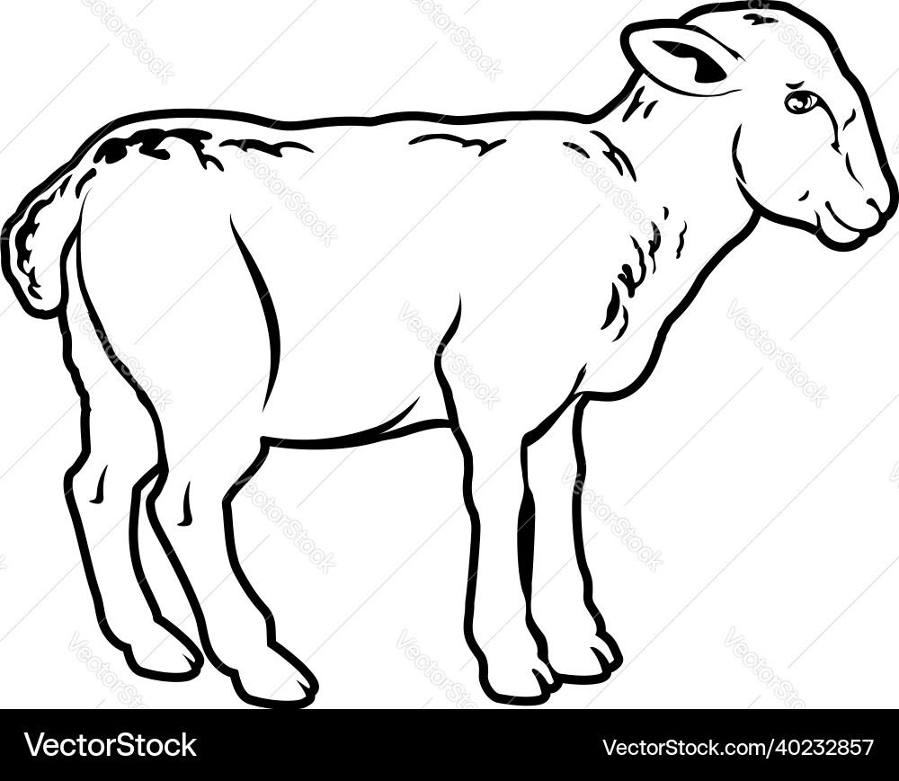 Lamb Royalty Free Vector Image - VectorStock