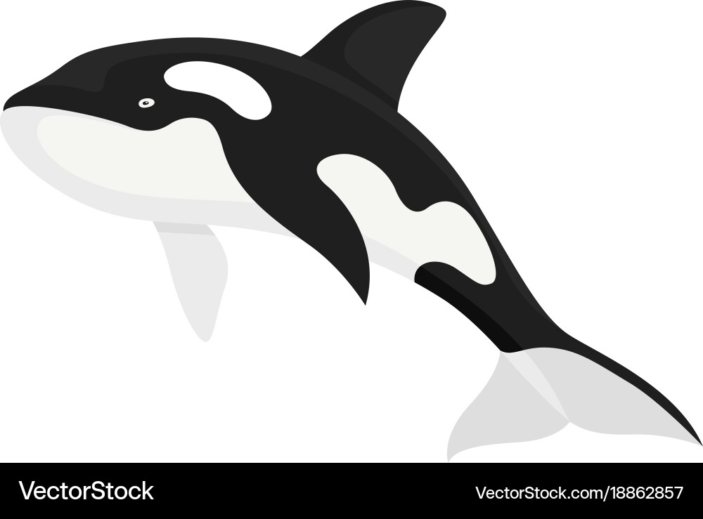 Orca Whale - Black and White Royalty Free Vector Image