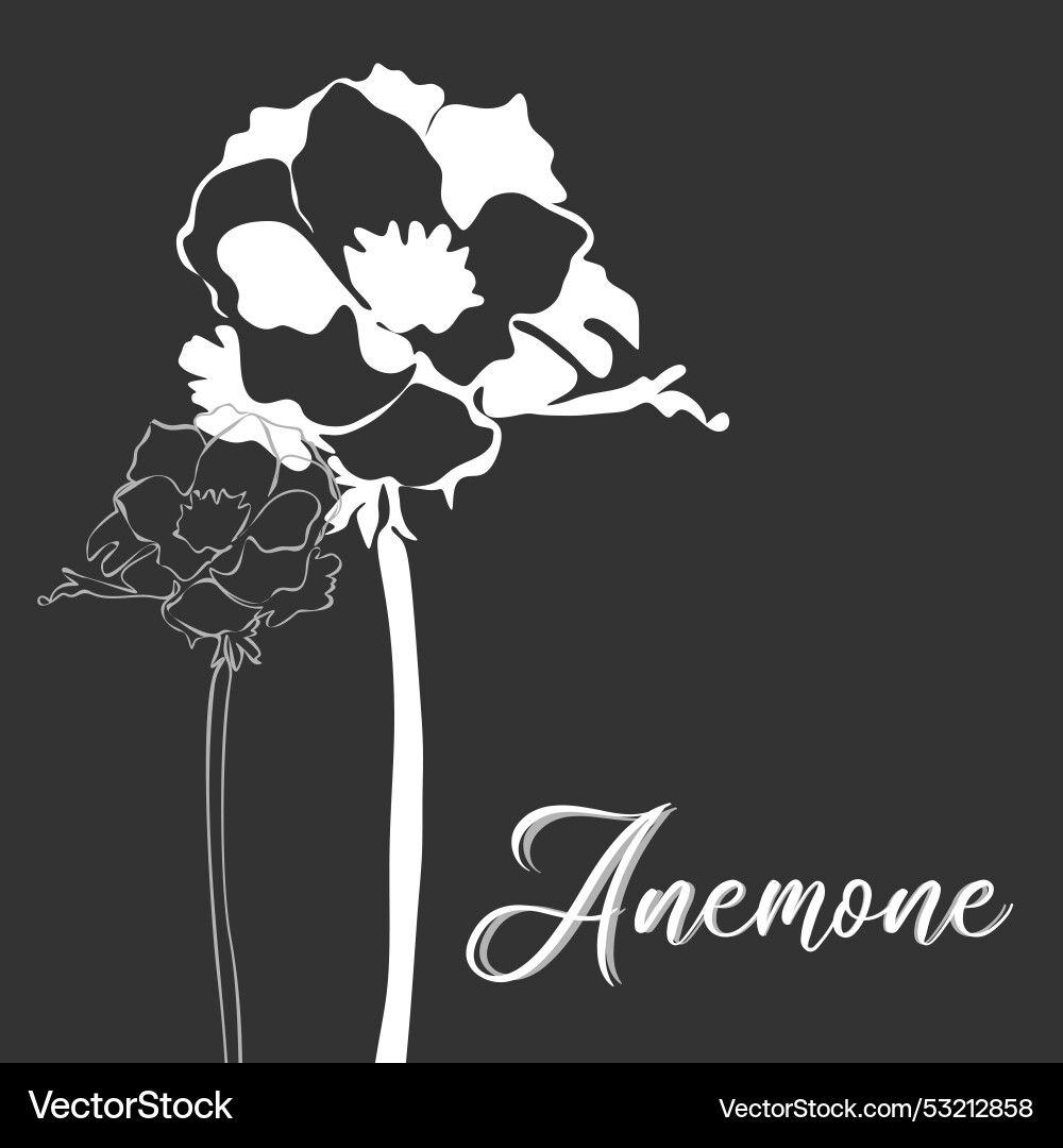 Anemone for logo decorations card invitation Vector Image