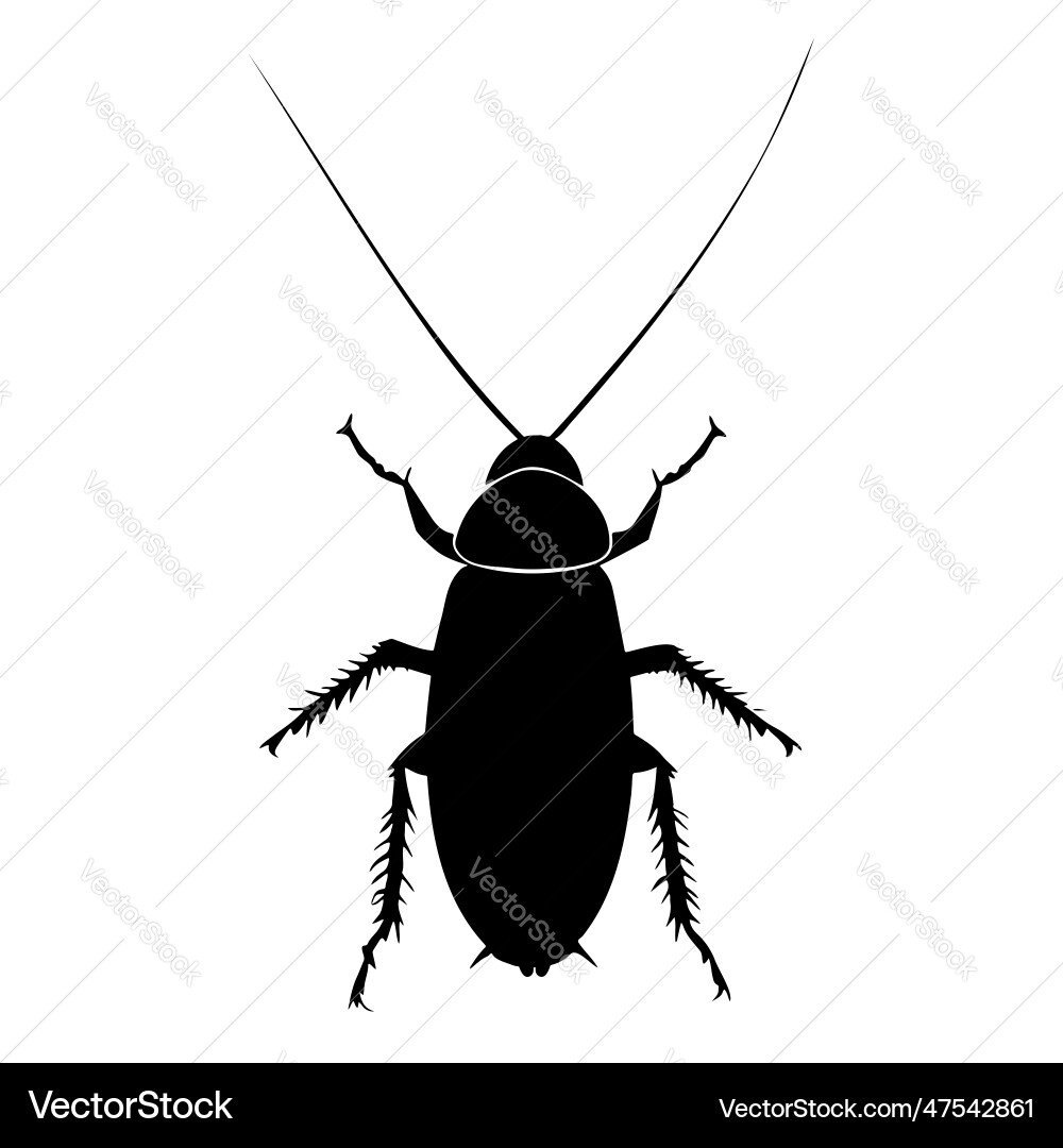 Cockroach silhouette isolated on white background Vector Image