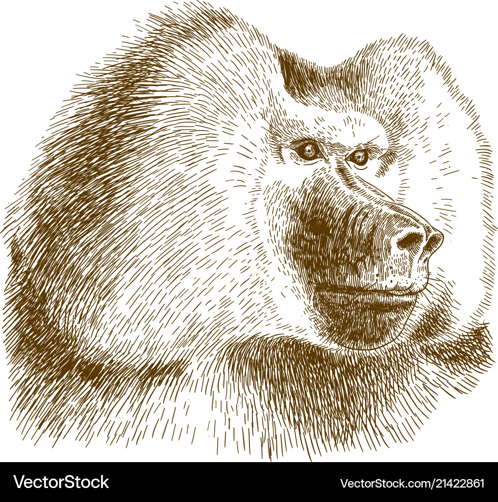 Engraving drawing of baboon head Royalty Free Vector Image
