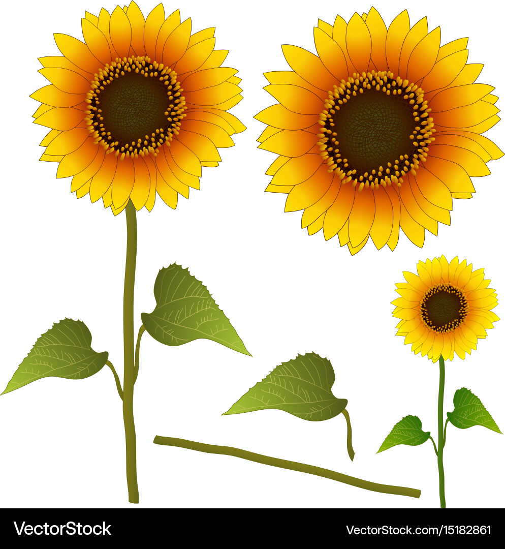 Isolated Sunflower Royalty Free Vector Image - VectorStock