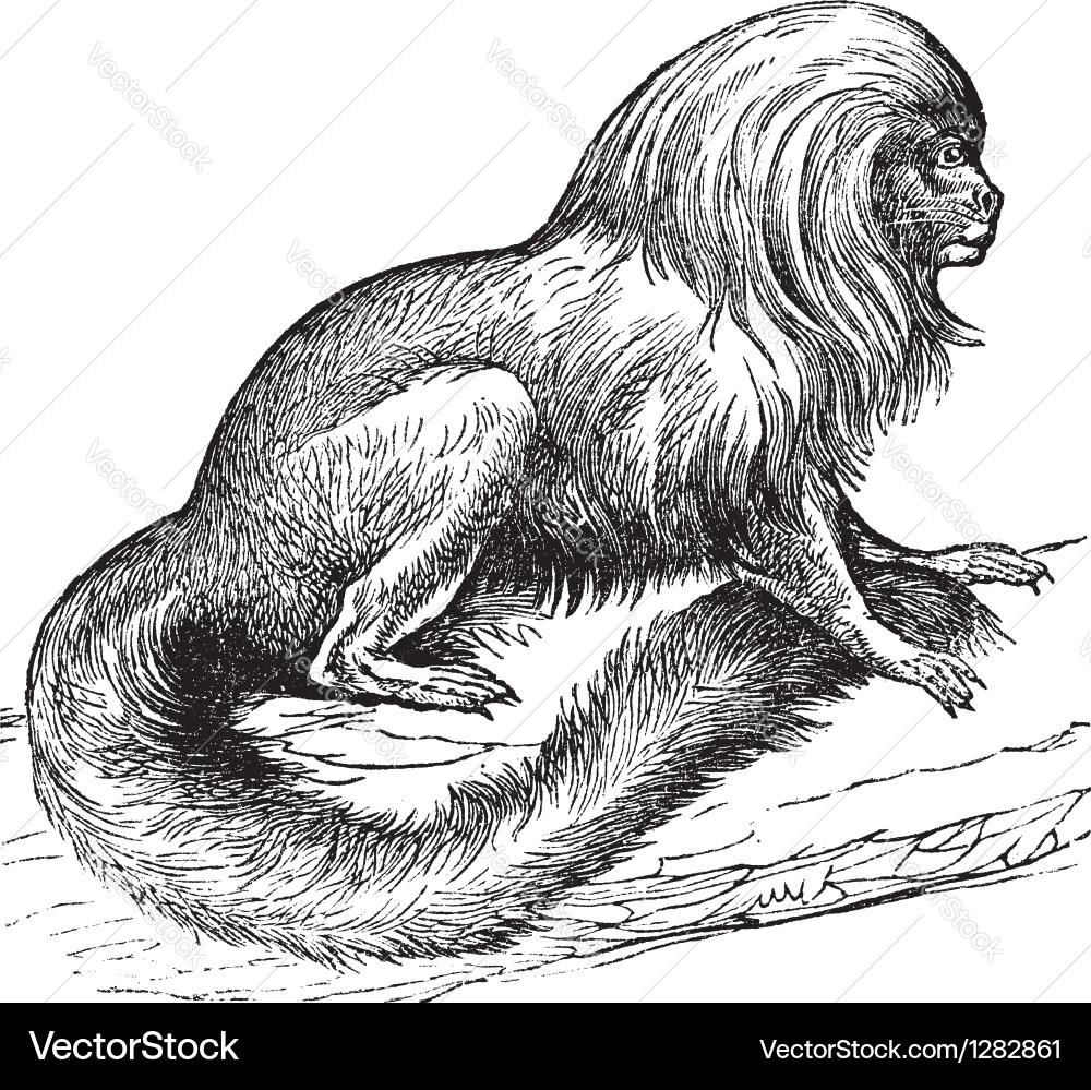 Tamarin vintage engraving Royalty Free Vector Image
