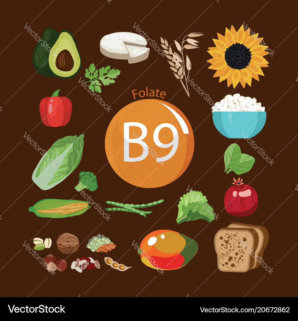 Folate Vitamin Foods Royalty Free Vector Image