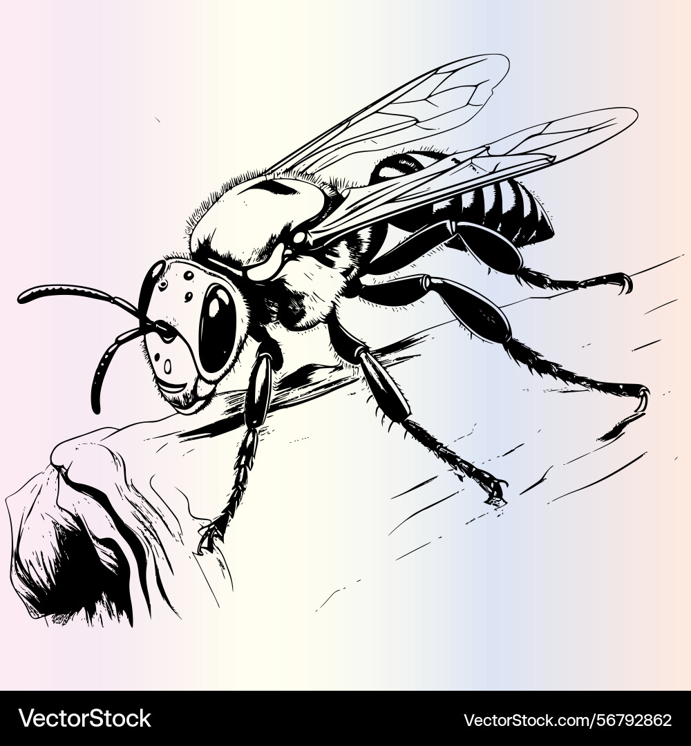 Wasp coloring page for kids Royalty Free Vector Image