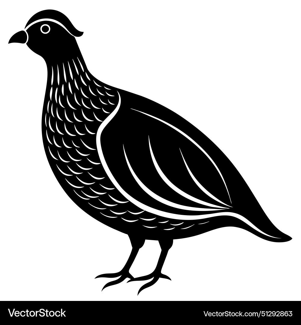 Quail side view on white Royalty Free Vector Image