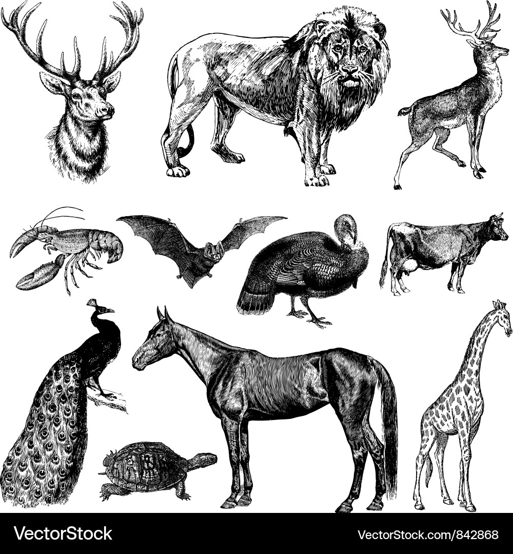 Animals Royalty Free Vector Image - VectorStock