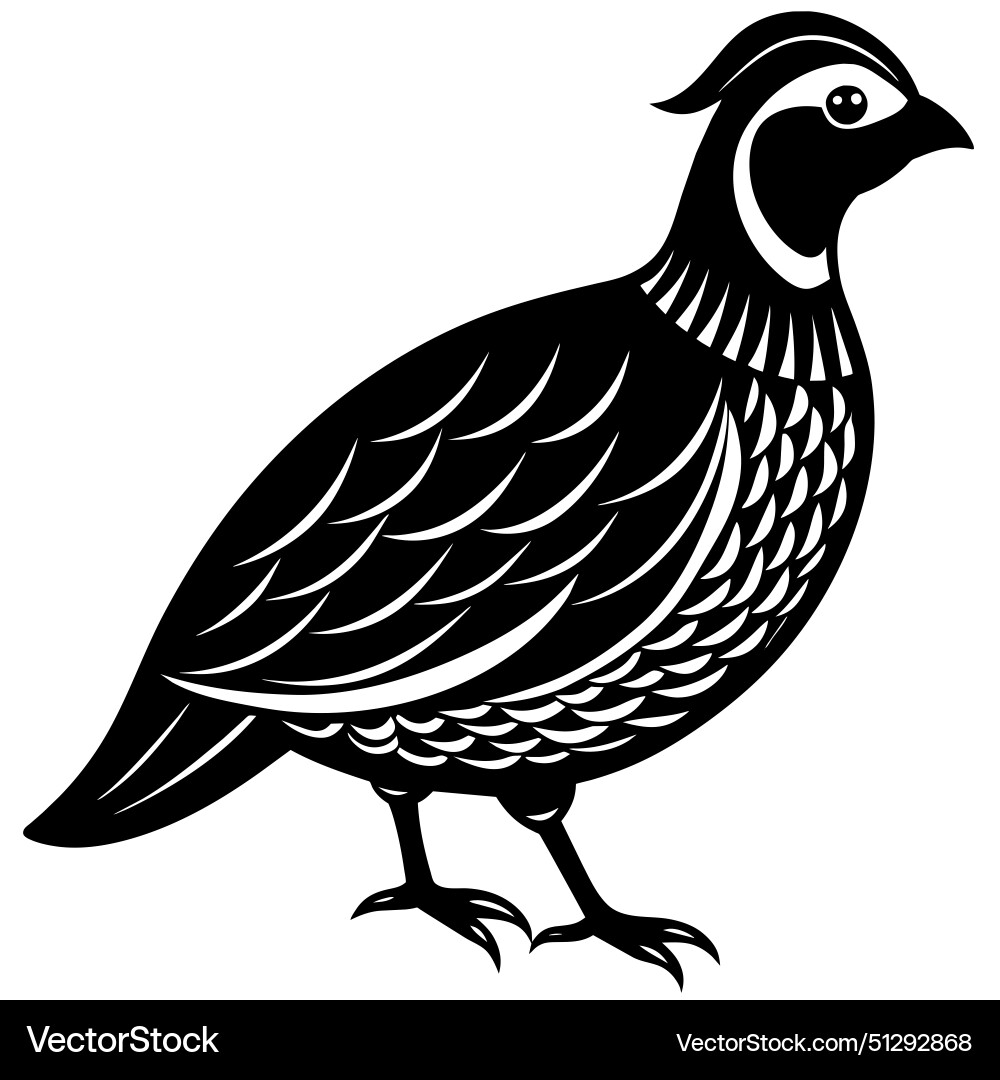 Quail side view on white Royalty Free Vector Image