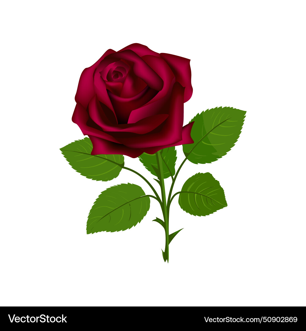 Rose flower product background realistic 3d Vector Image