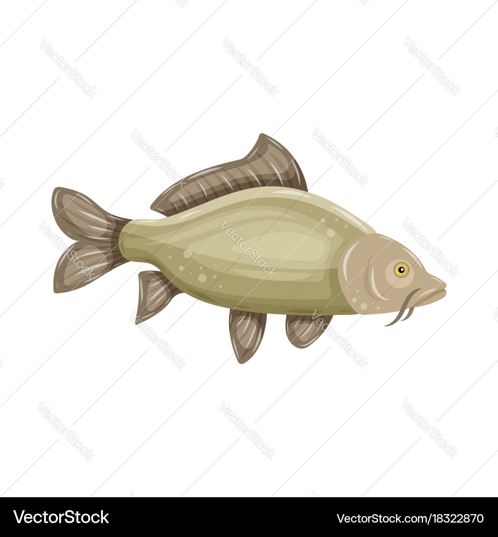 Common carp isolated on white background fresh Vector Image
