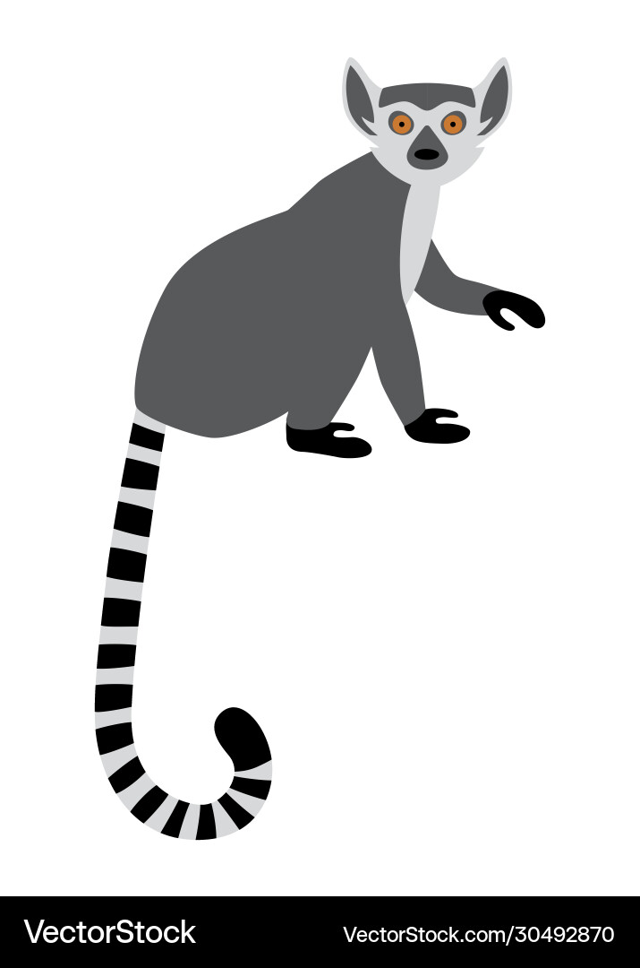 Cute funny ring-tailed lemur sitting exotic Vector Image