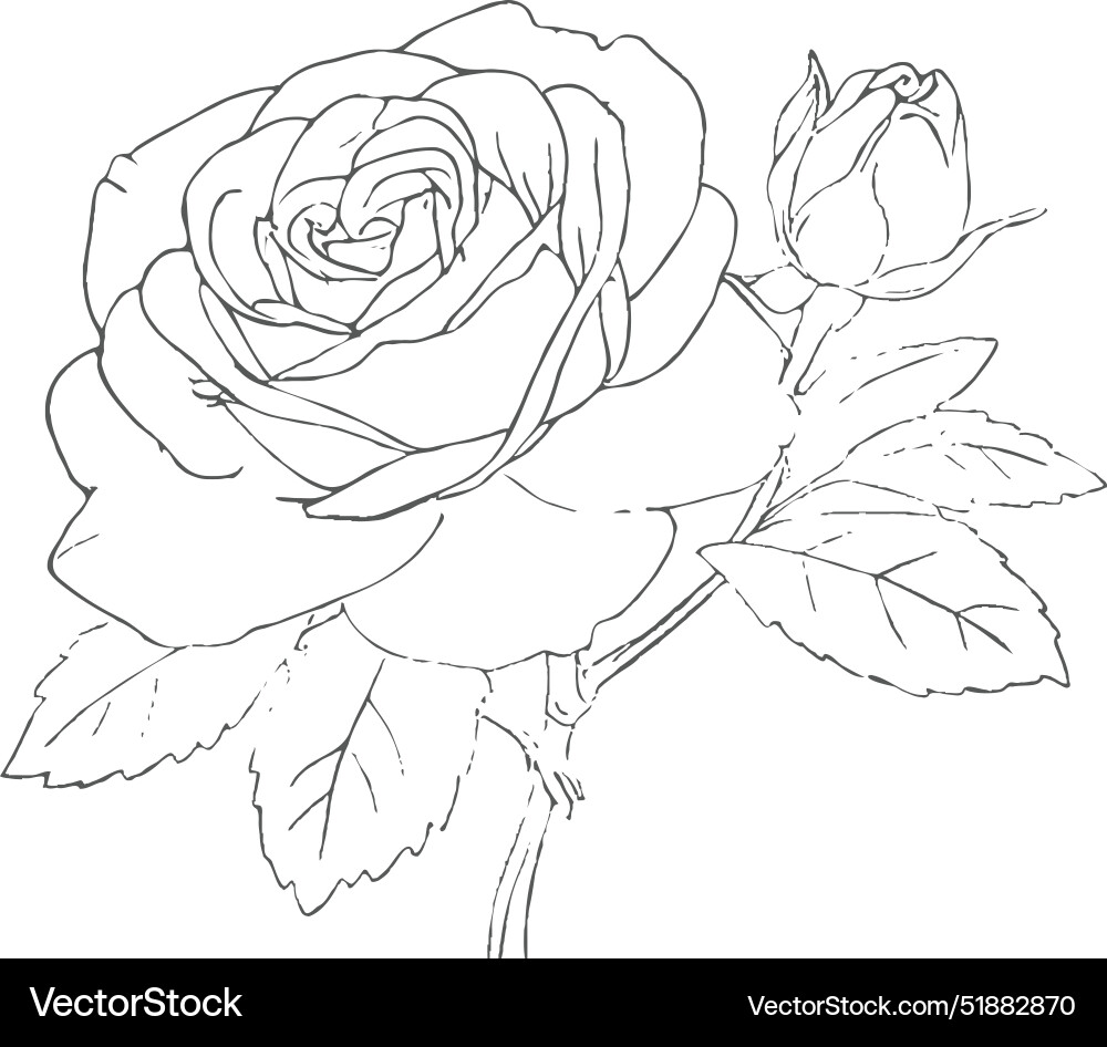 Line art of rose Royalty Free Vector Image - VectorStock