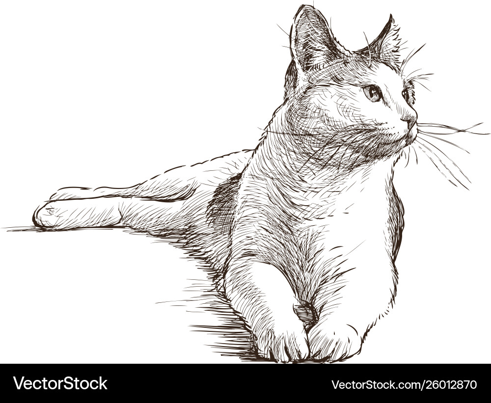 Lying cat Royalty Free Vector Image - VectorStock