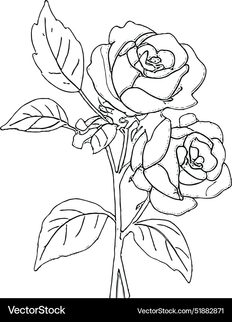 Line art of rose Royalty Free Vector Image - VectorStock