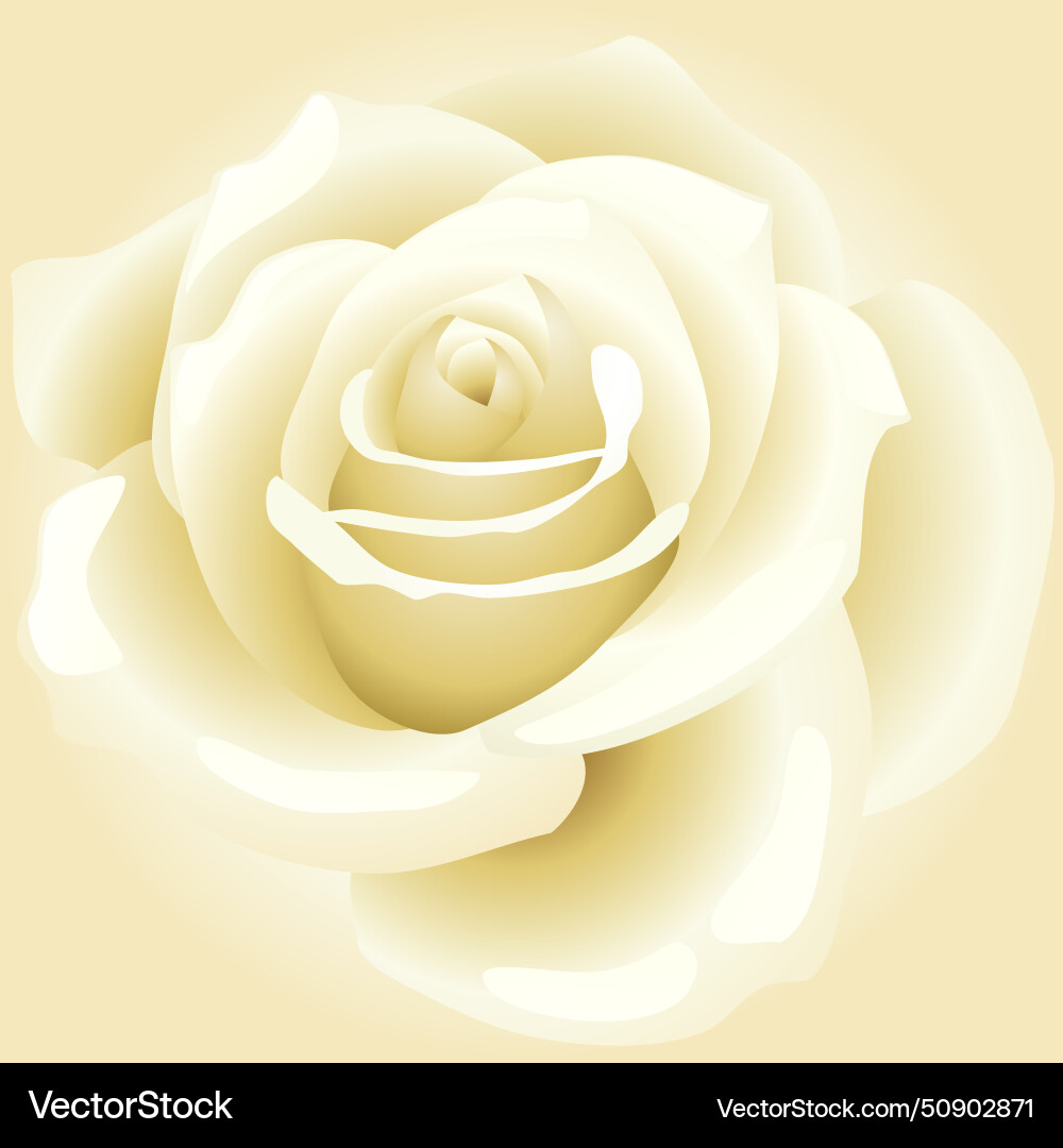 Vibrant white rose Royalty Free Vector Image - VectorStock