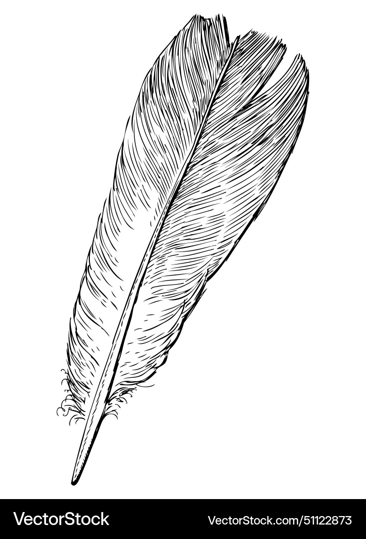 Featherlightweightfluffyonebirdpigeonsketch hand Vector Image