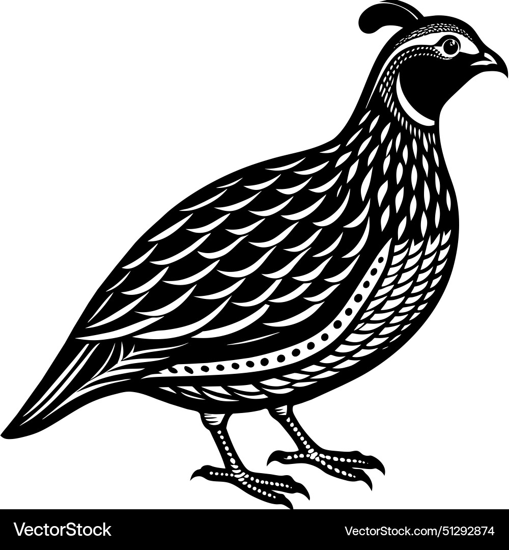 Quail side view on white Royalty Free Vector Image