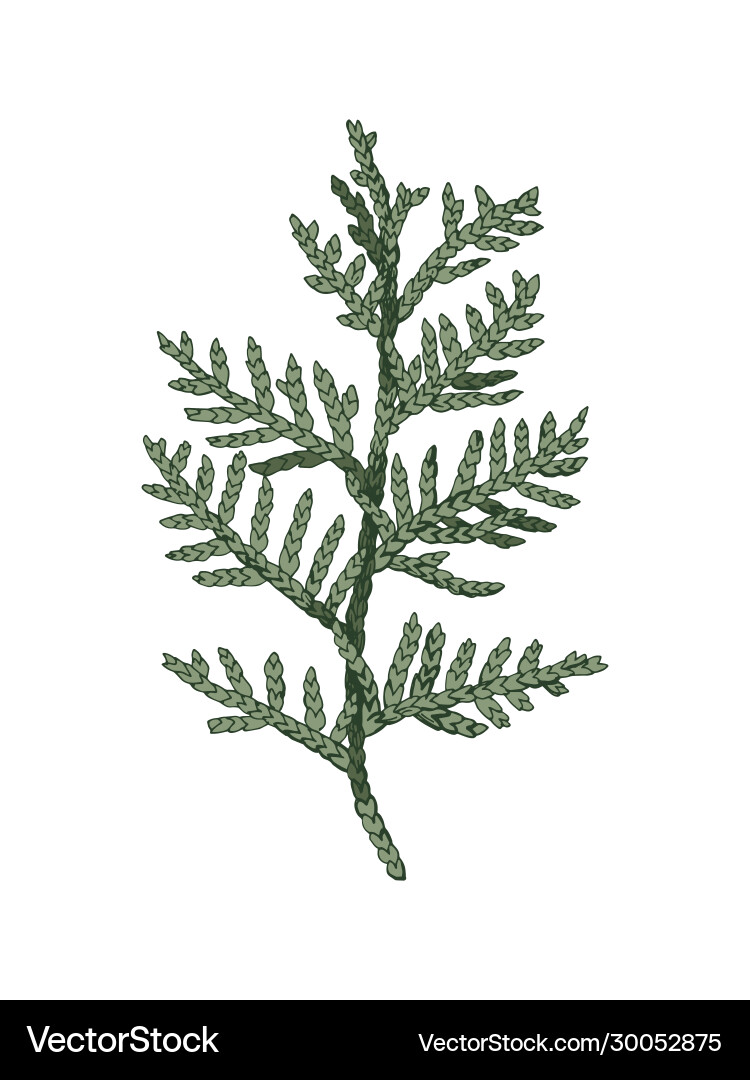 Arborvitae Vector Images (over 130)