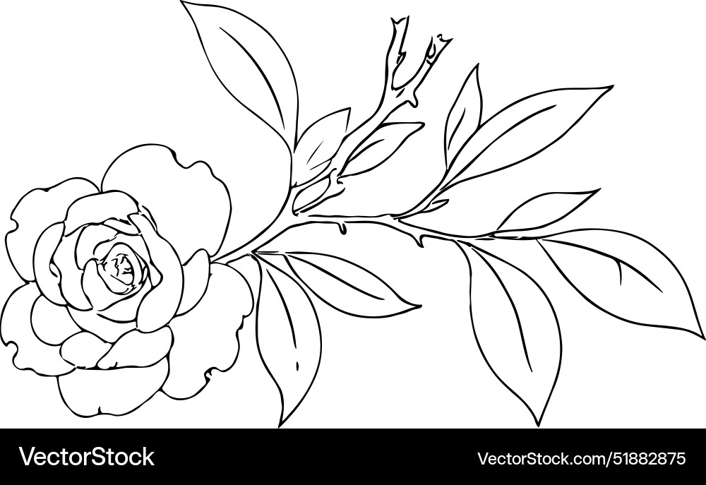 Line art of rose Royalty Free Vector Image - VectorStock