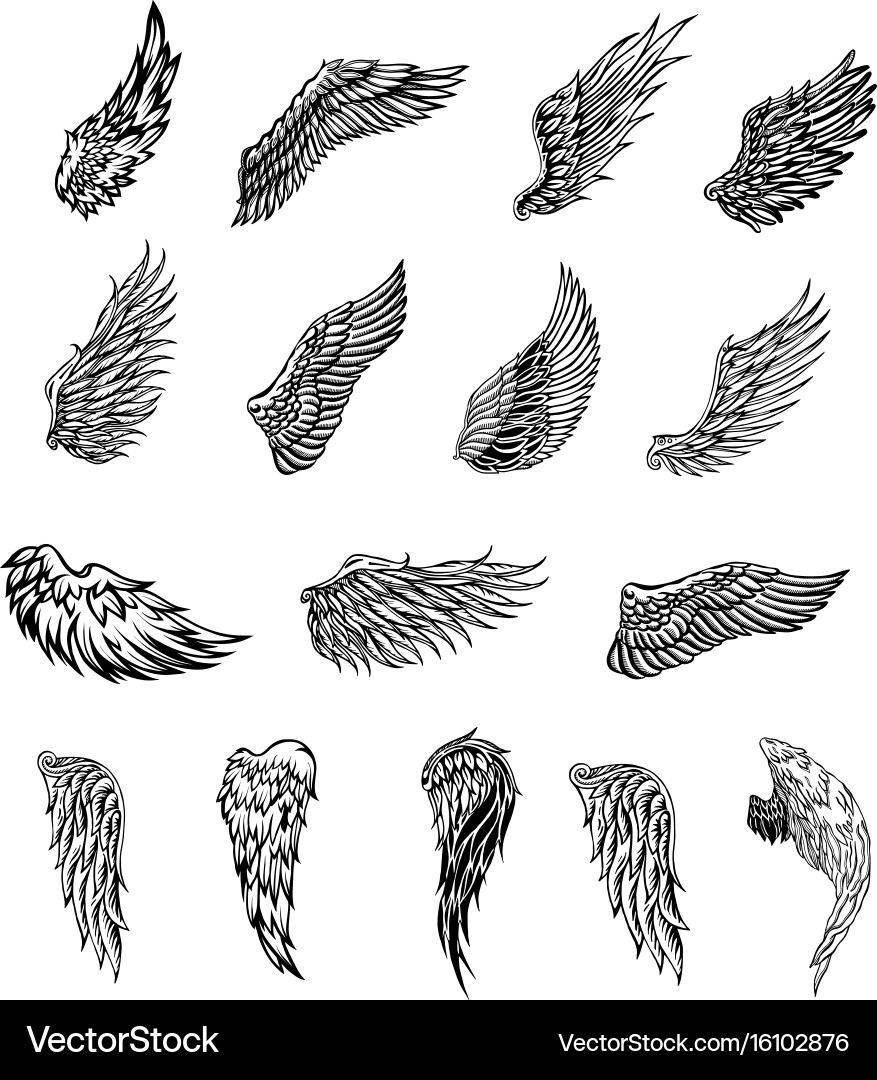Wings graphic Royalty Free Vector Image - VectorStock