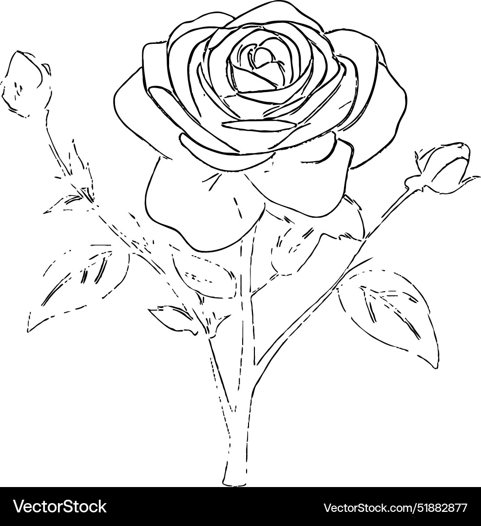 Line art of rose Royalty Free Vector Image - VectorStock