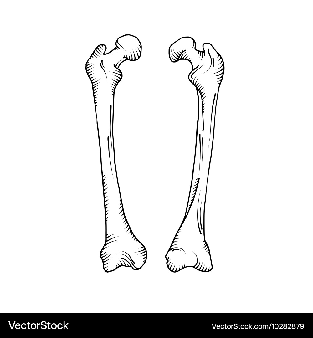 Hand drawn realistic human bones Royalty Free Vector Image