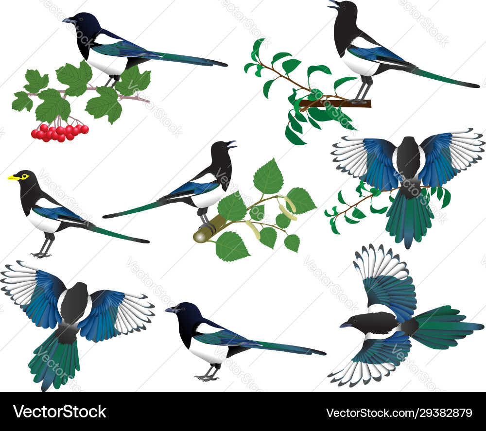 Magpie Royalty Free Vector Image - VectorStock