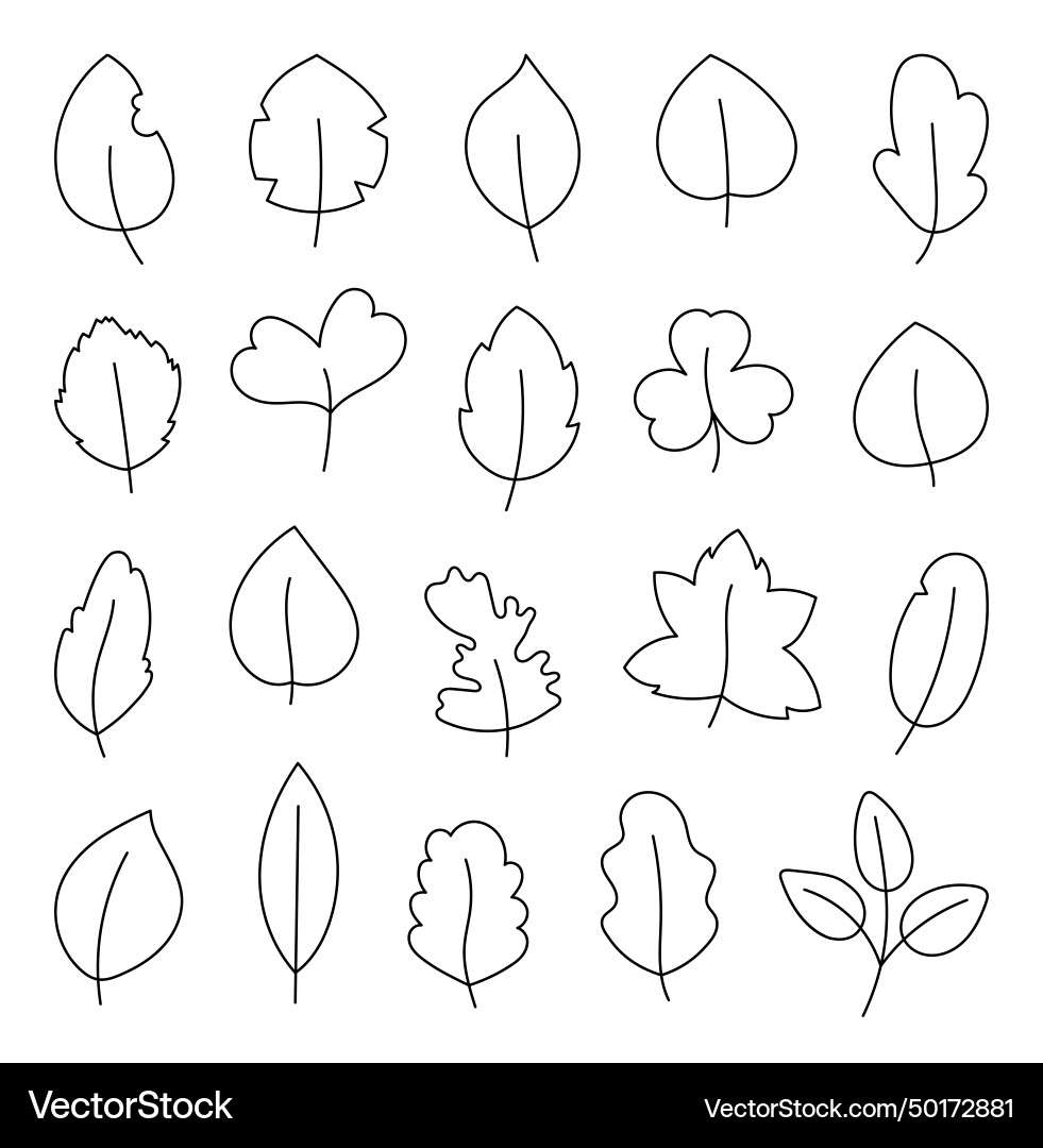 Elegant Autumn Leaf Line Art Royalty Free Vector Image