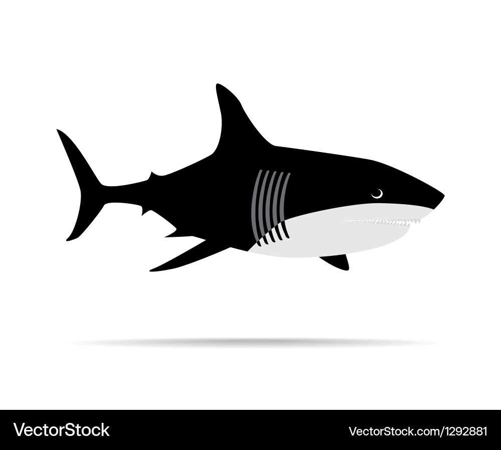 Shark week Royalty Free Vector Image - VectorStock