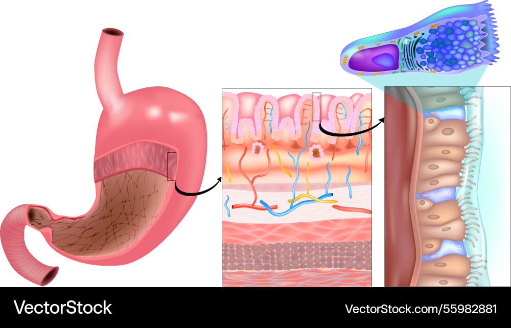 Surface mucous cells in stomach wall structure Vector Image