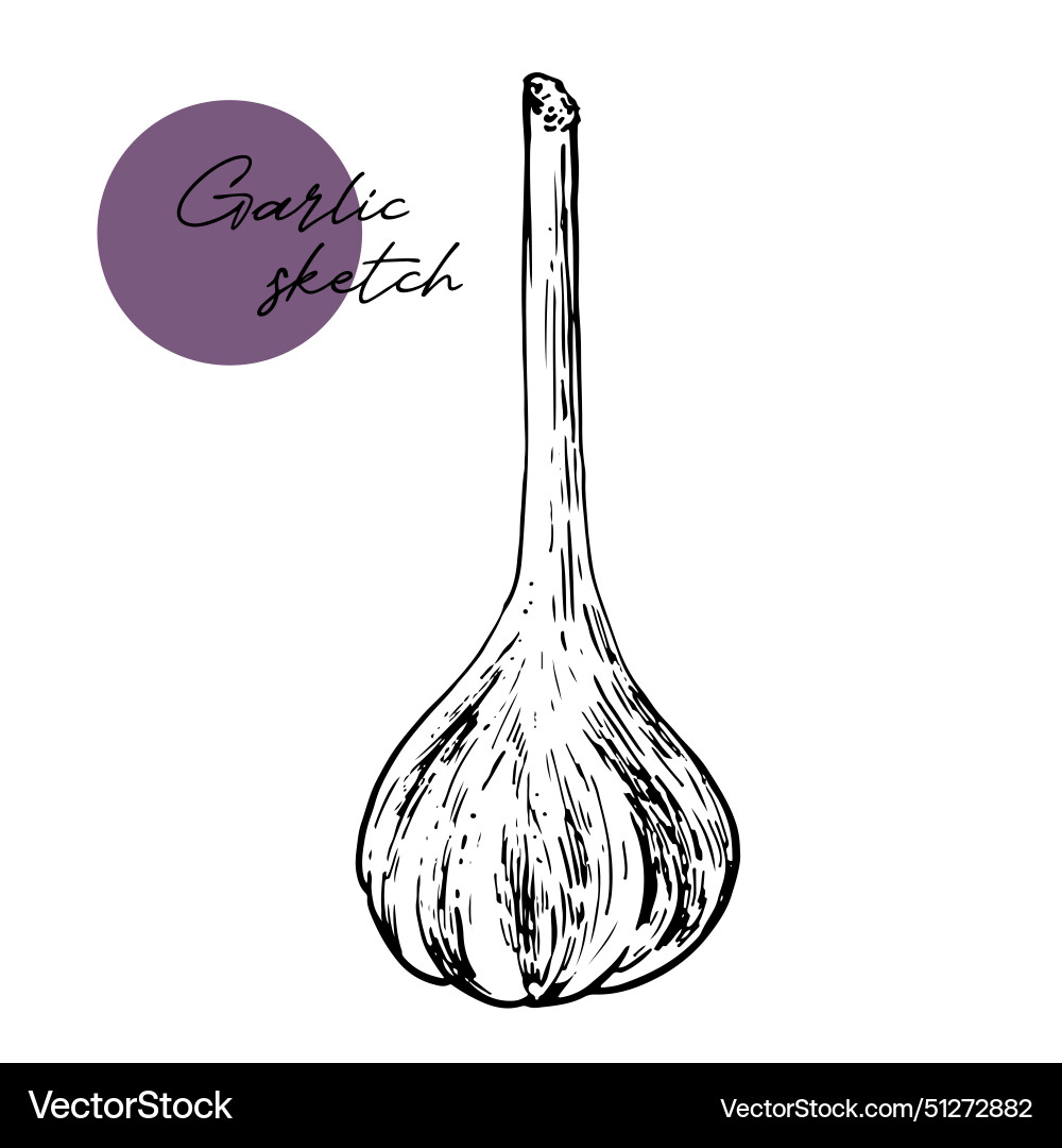 Hand drawn garlic sketch icon badge Royalty Free Vector