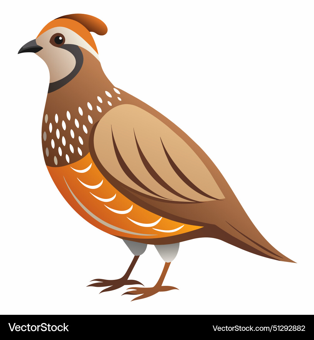 Quail side view on white Royalty Free Vector Image