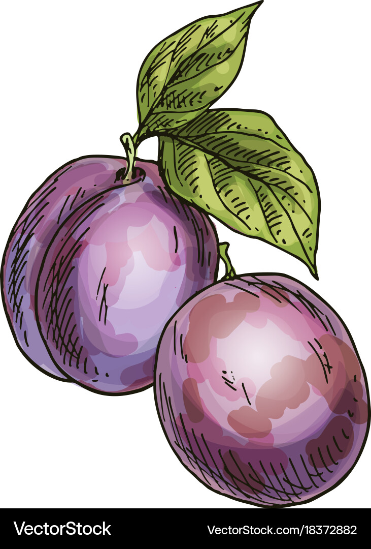 Two purple plums full color realistic sketch Vector Image