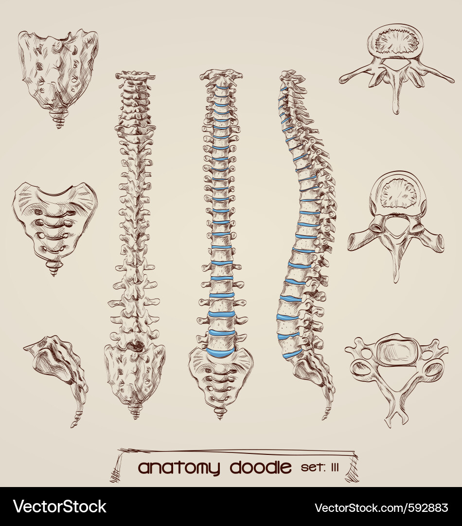 Spinal Vertebra Anatomy Set Royalty Free Vector Image