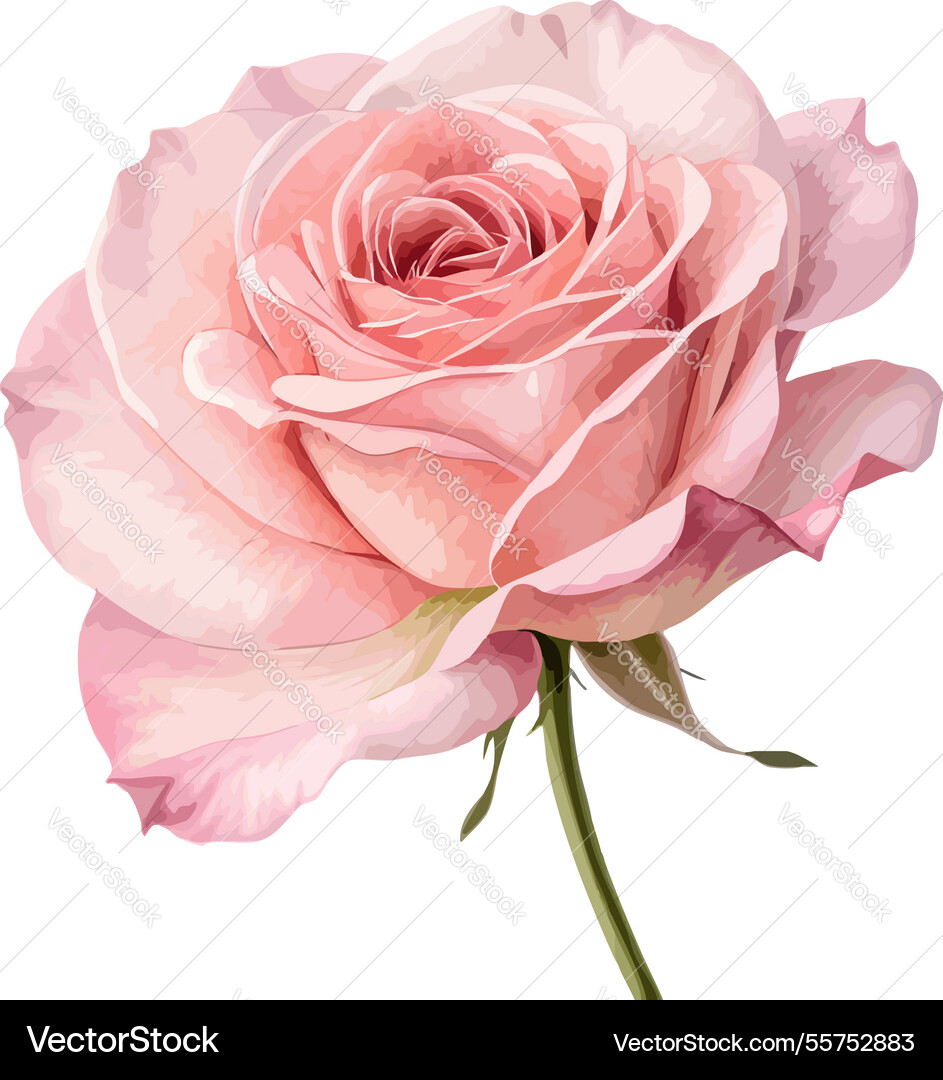 Stunning red rose for design projects Royalty Free Vector