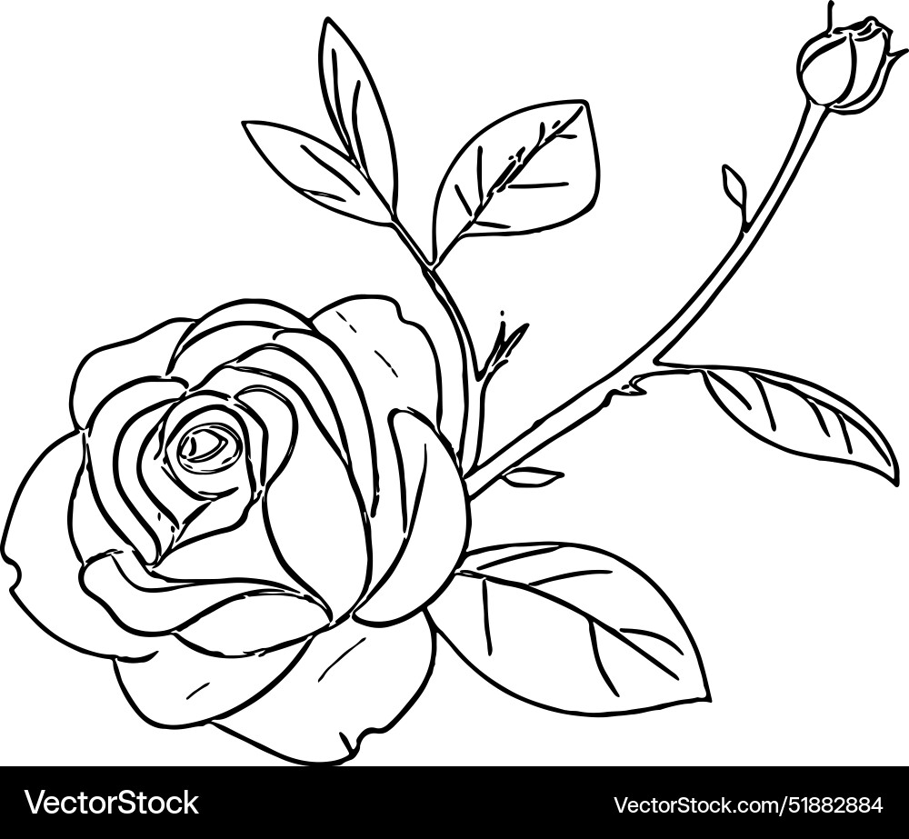 Line art of rose Royalty Free Vector Image - VectorStock