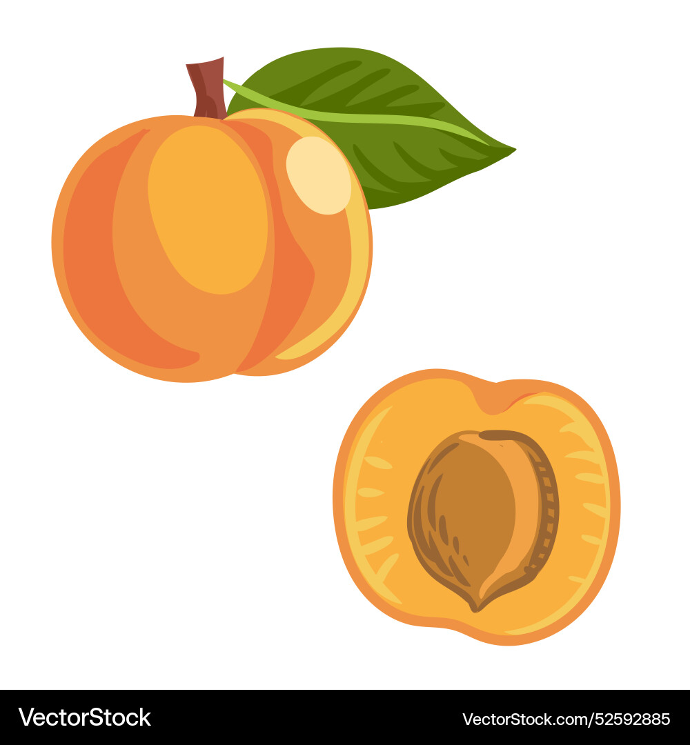 Drawing apricot fruit Royalty Free Vector Image