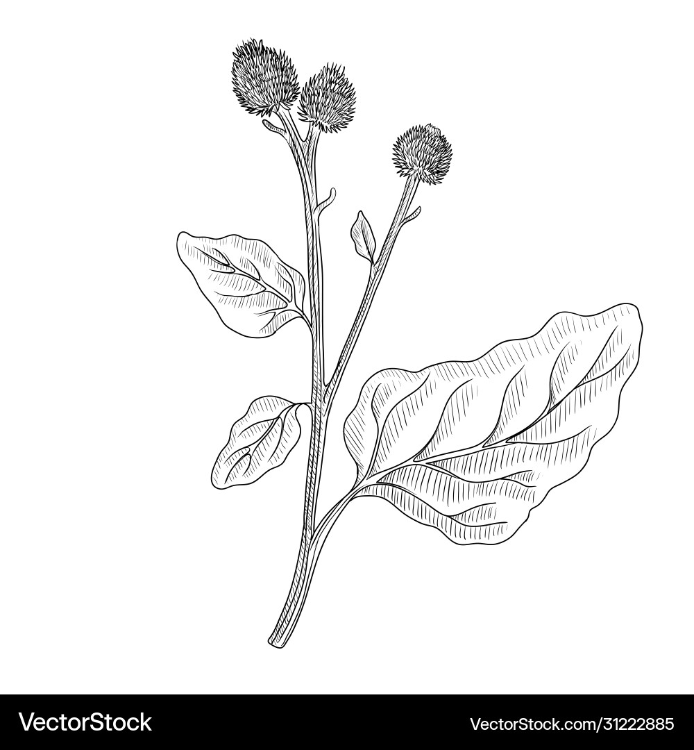 Drawing burdock Royalty Free Vector Image - VectorStock