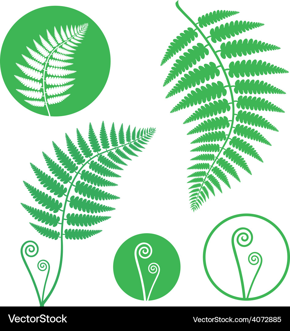 Fern Royalty Free Vector Image - VectorStock
