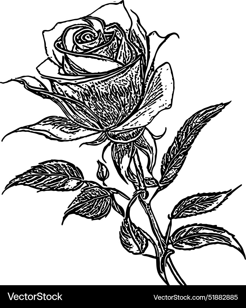 Line art of rose Royalty Free Vector Image - VectorStock