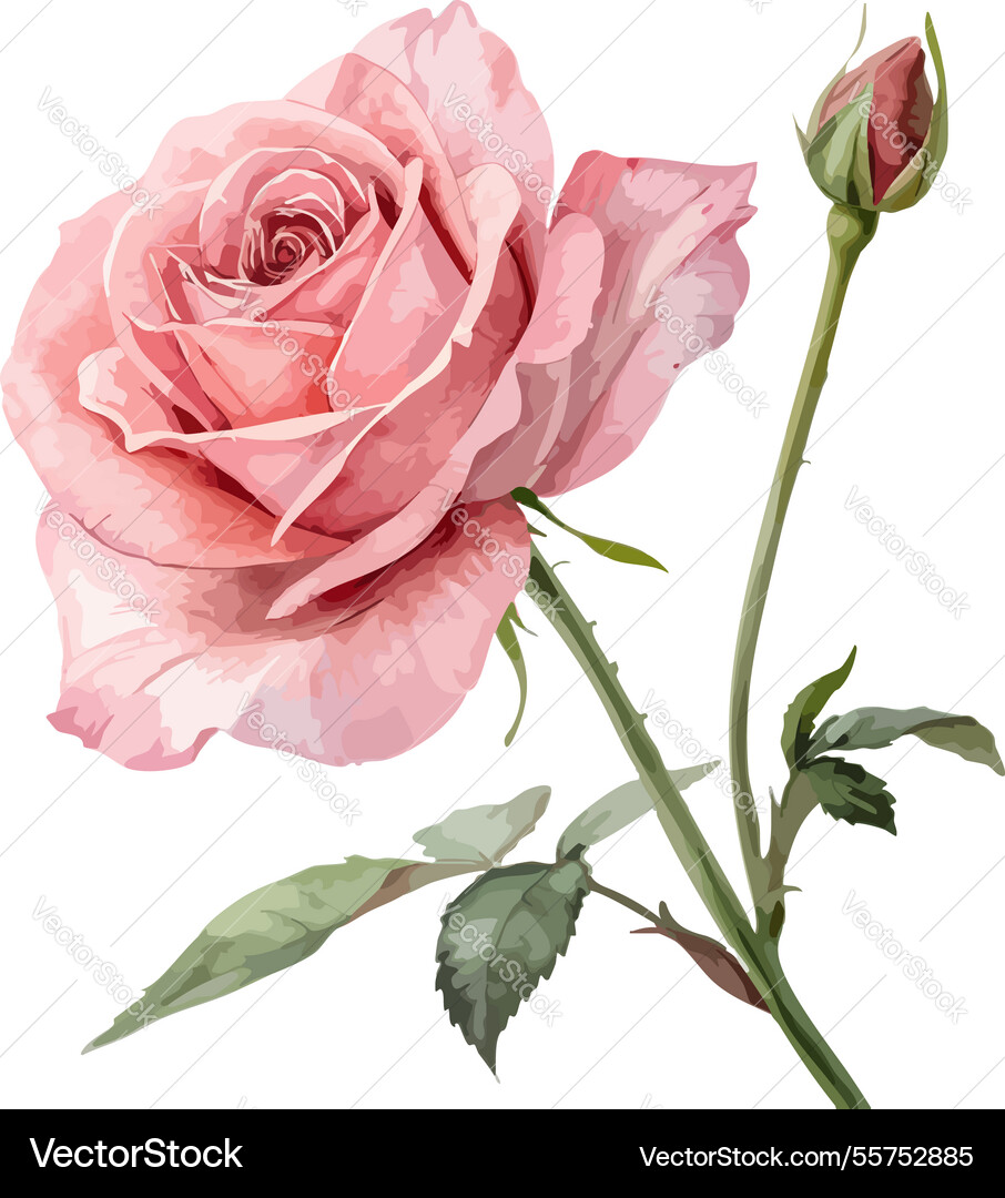 Stunning red rose for design projects Royalty Free Vector