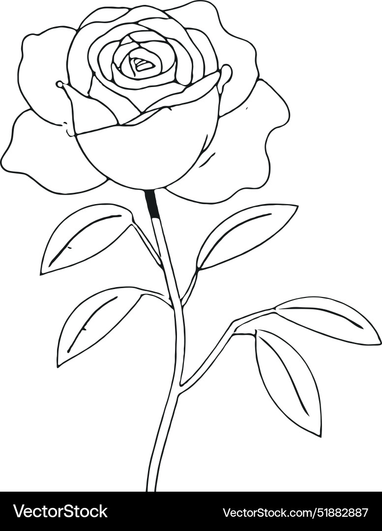 Line art of rose Royalty Free Vector Image - VectorStock