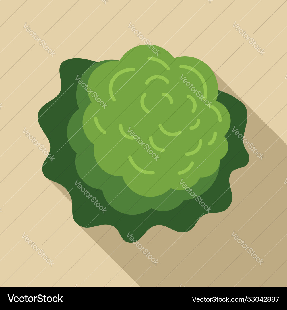 Top view green bush growing on ground with long Vector Image