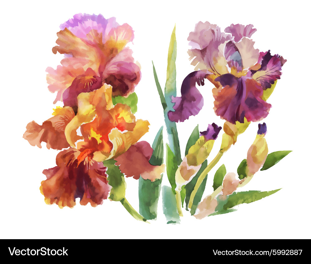 Watercolor Iris Flower Drawing Royalty Free Vector Image