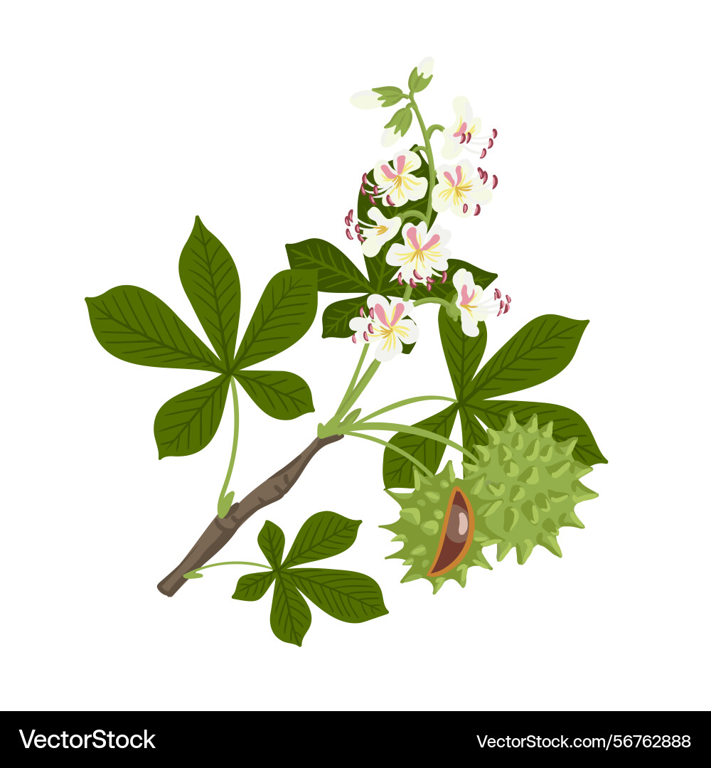 Drawing tree branchbuckeye horse chestnut Vector Image
