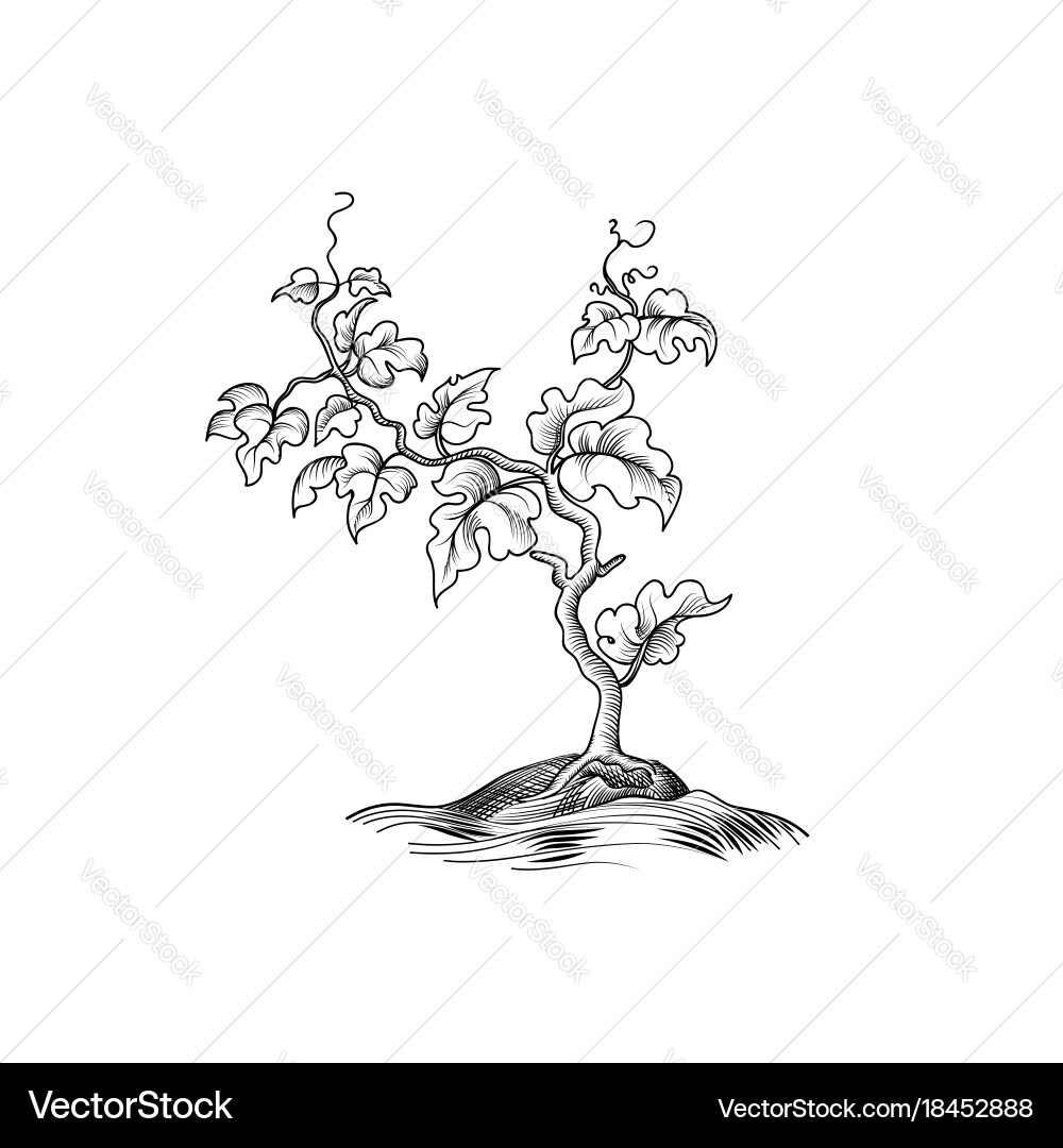 Plant with leaves engraving decorative grape tree Vector Image