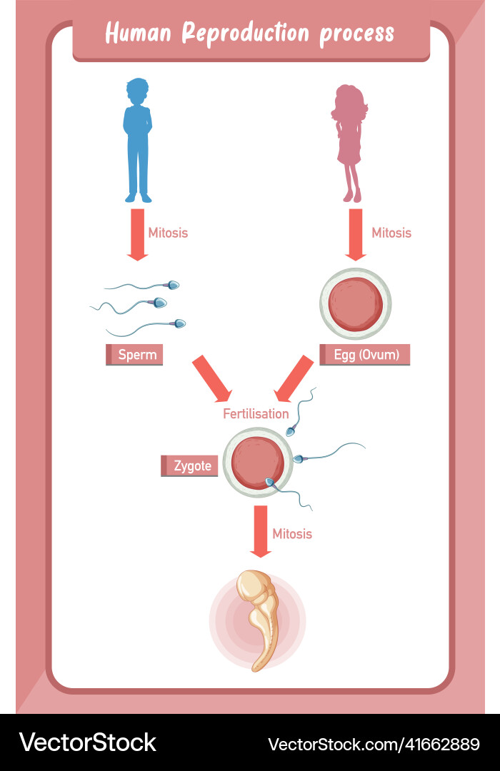 Diagram showing human reproduction process Vector Image